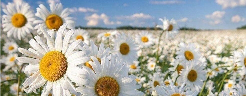 Из Германии в Россию.