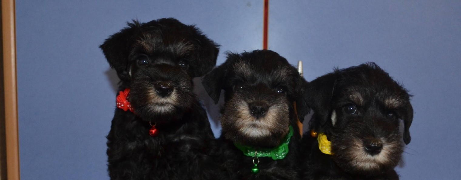 Питомник Цвергшнауцера "Фил Ван Тип Топ"