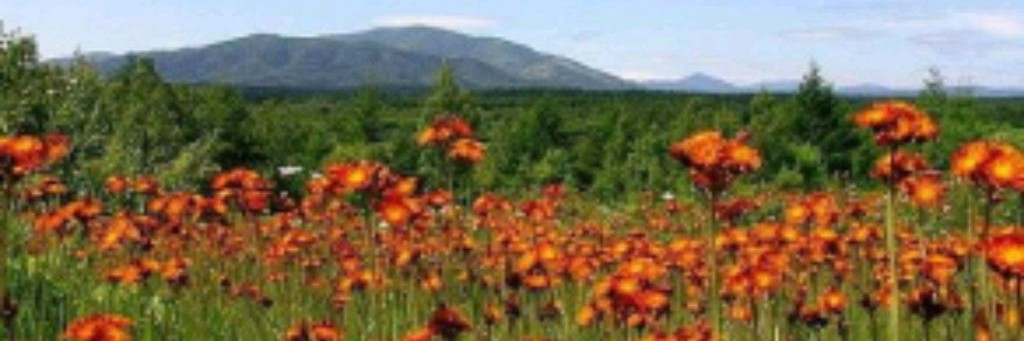 Марочка и Ко