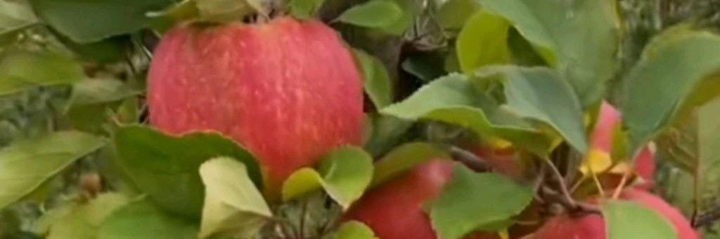 Старая Фантазерка