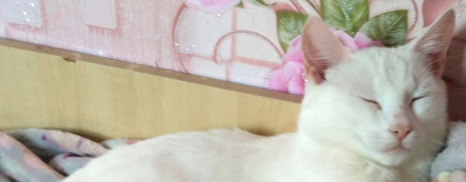 🌷Катины фантазии🌷