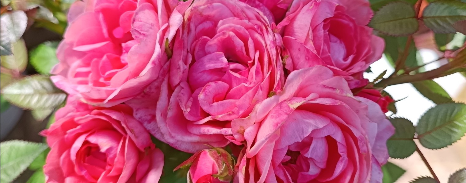 Сибирь.Тайга и томаты🍅🍅🍅