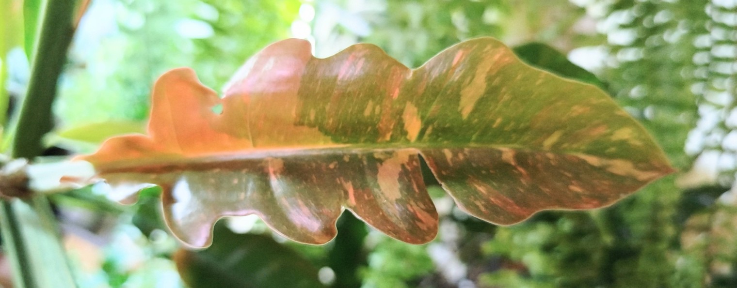 Цветочные радости у Натальи.🌴🌺🪴 Самара.