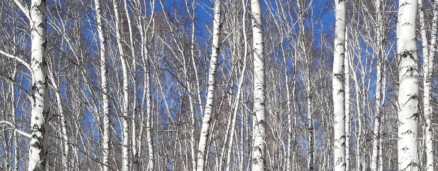 Петропавловск 365