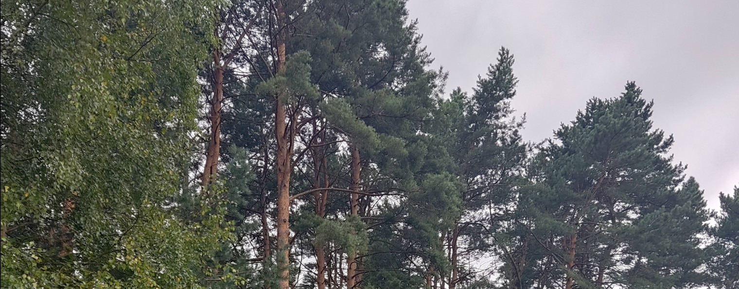 Мои любимые хвойные