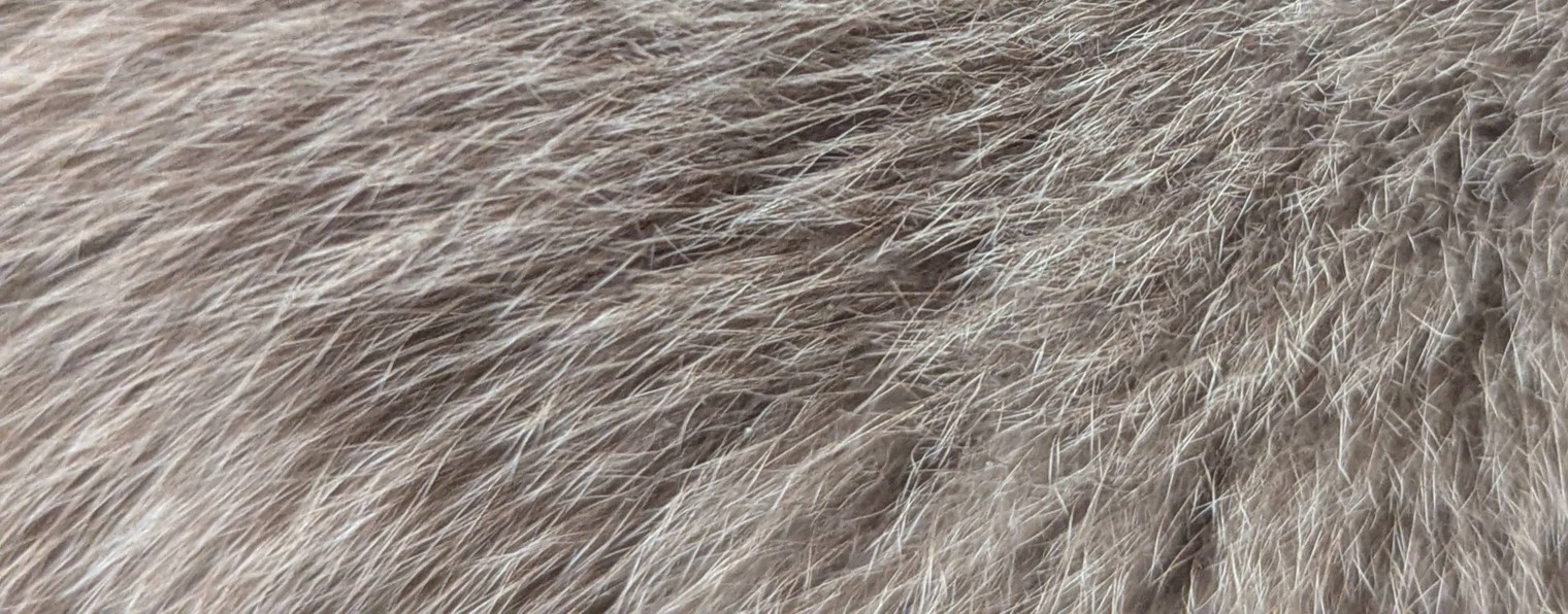 Из жизни британских котов