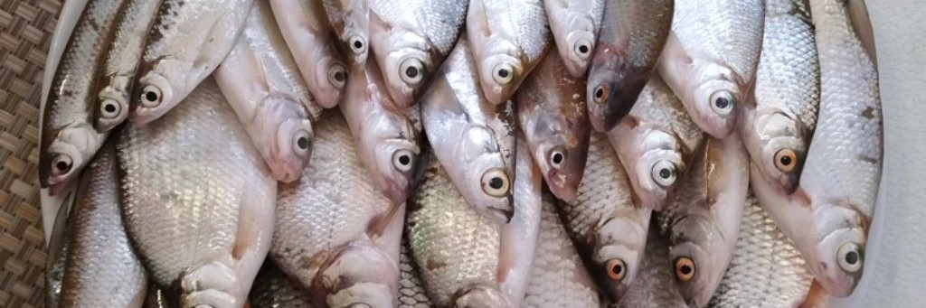 Рыбалка с Реналем