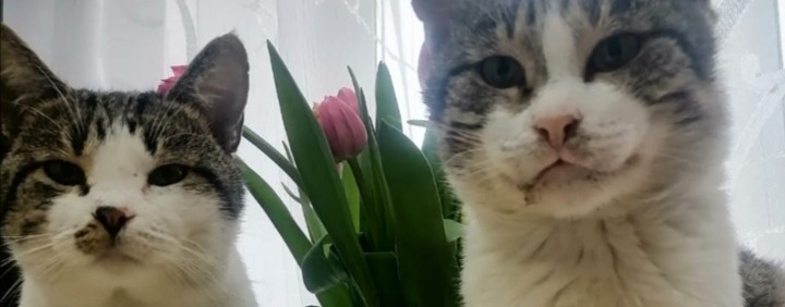 играем в игрушки