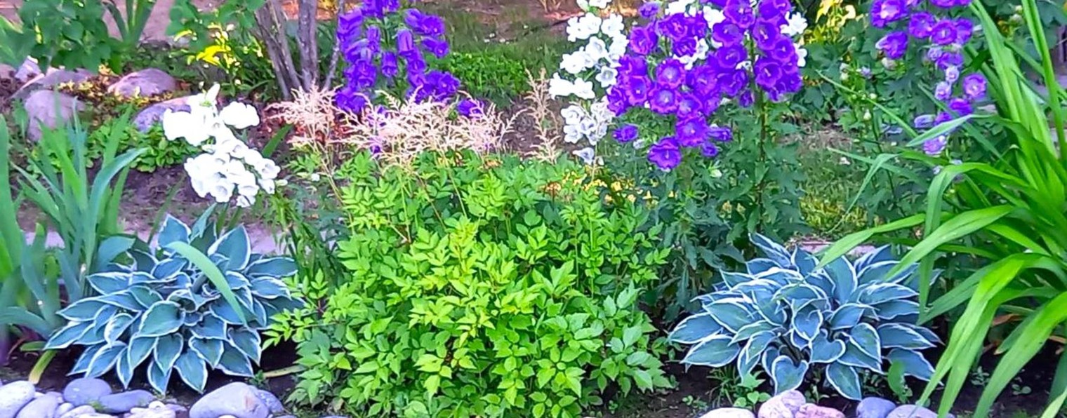 Дачница из Петербурга