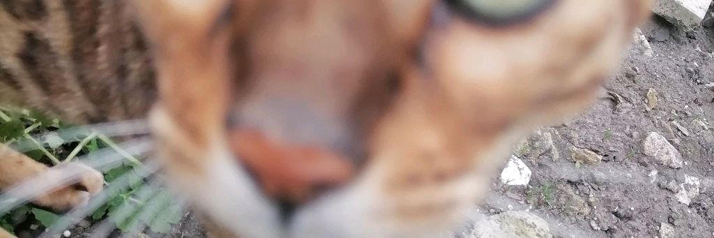 🐱Эстетик Vetch🐱