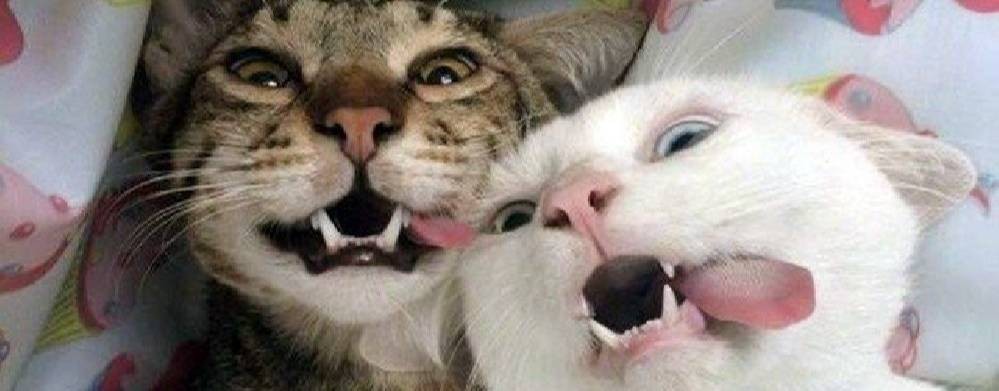 Смешные животные: котики, пёсели и прочие