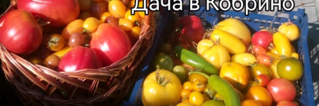 Дача в Кобрино