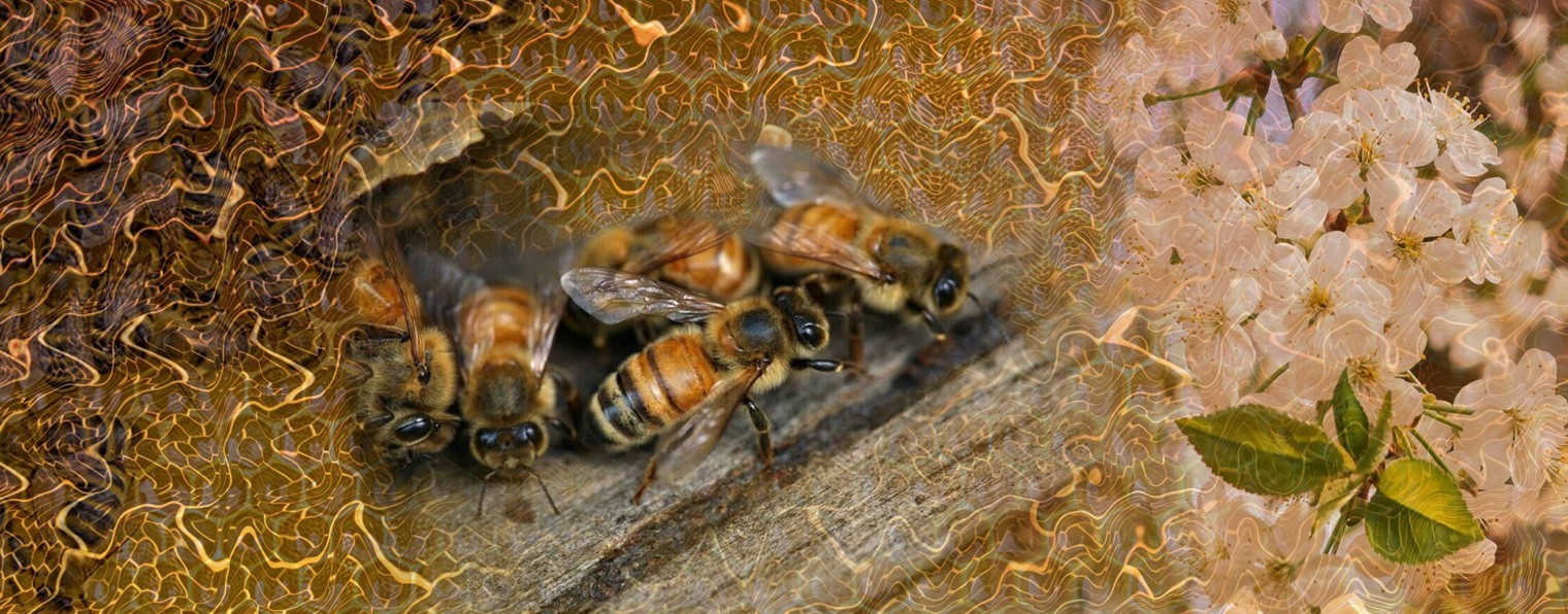 МОЯ ПАСЕКА С НУЛЯ