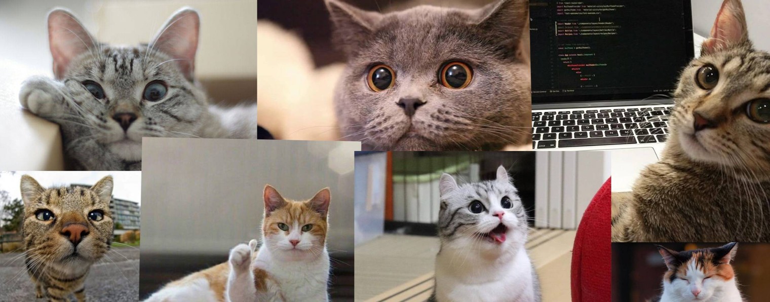 КОТЫ И СМЕХ