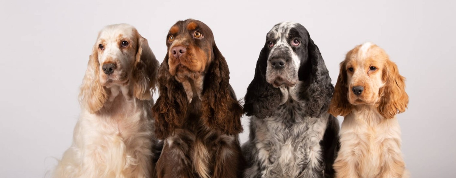 Питомник Вайлекс Спенс