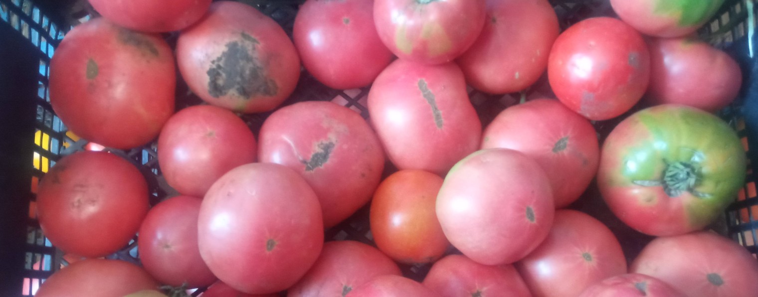 Урожайный сезон Черноземья