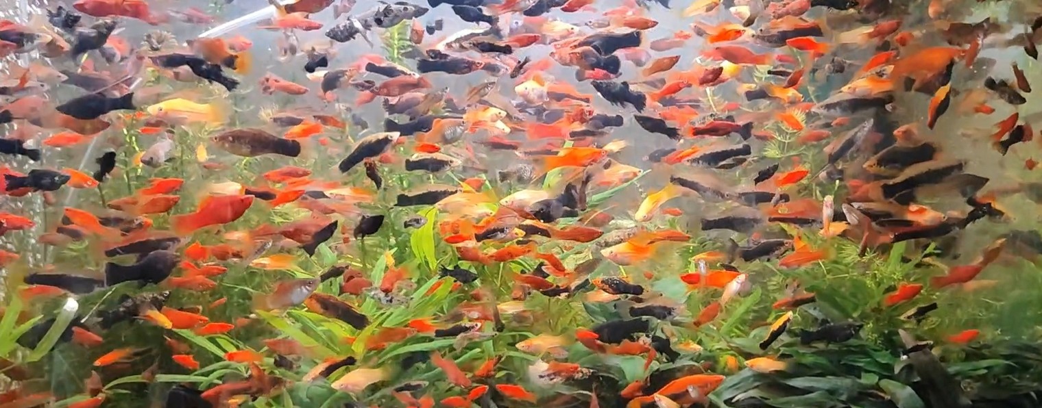 Аквариумист любитель