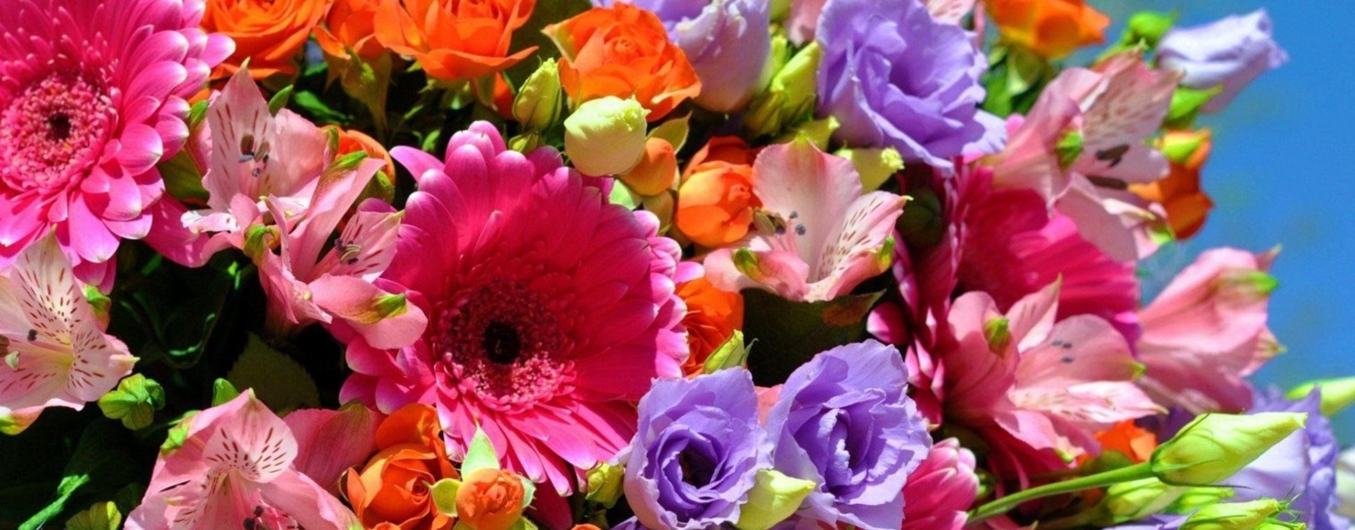 Мурлыкающие Путешественники