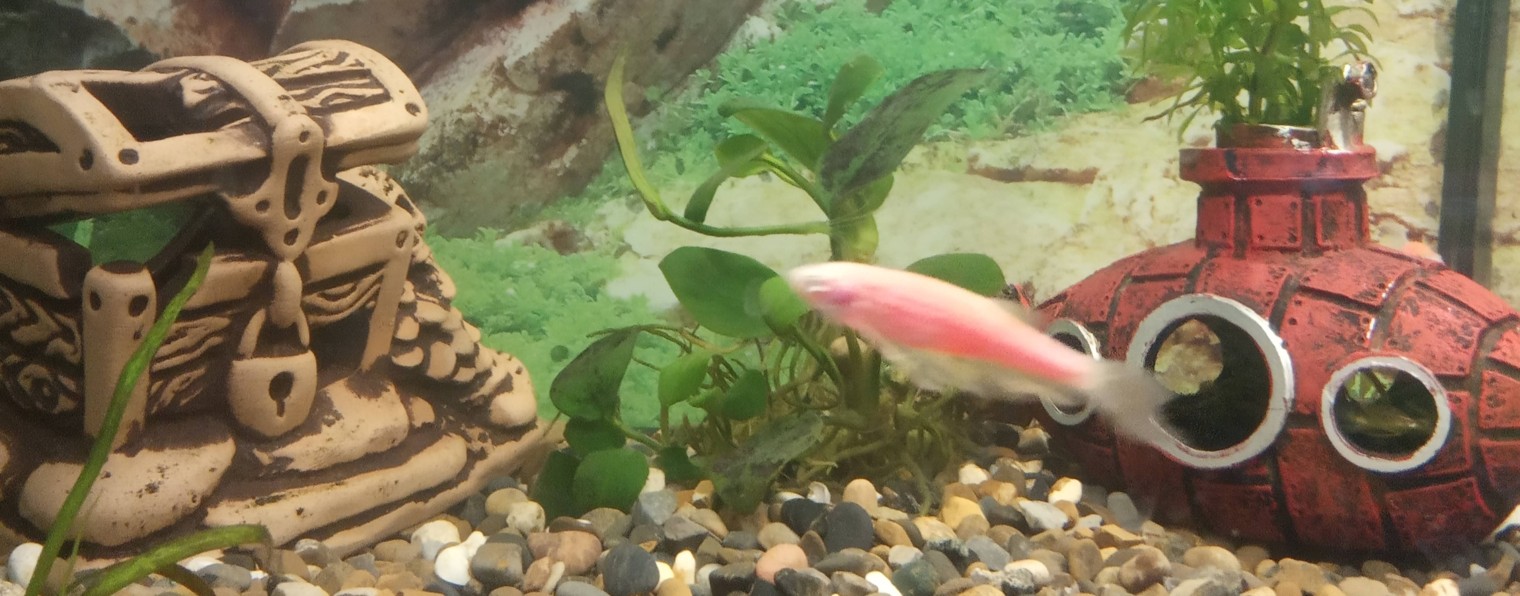 Fish225861