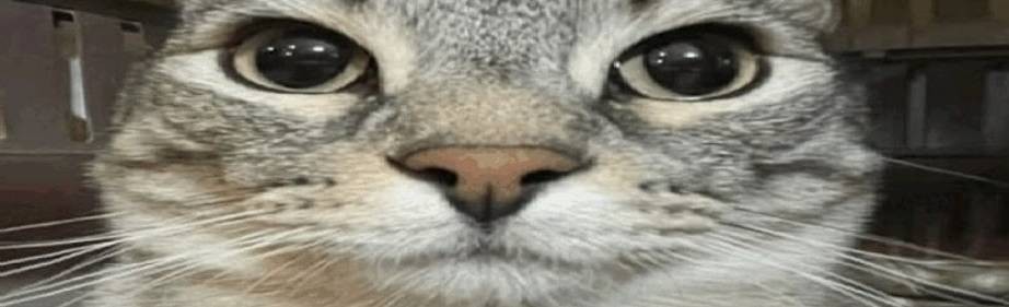 медиаком и веселье