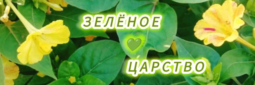 Зелёное 💚 Царство