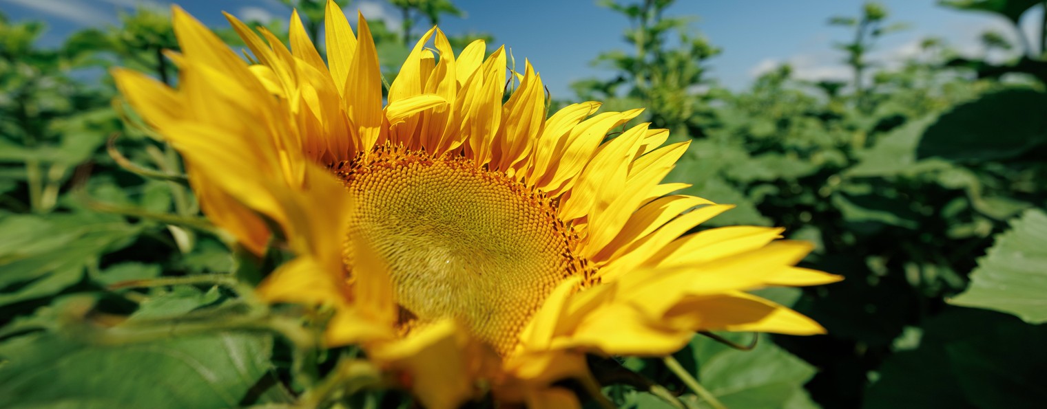 Холдинговая компания "Чистополье"