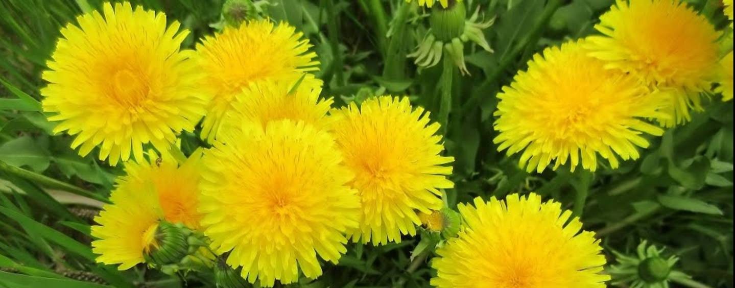 Коктейль обзоров