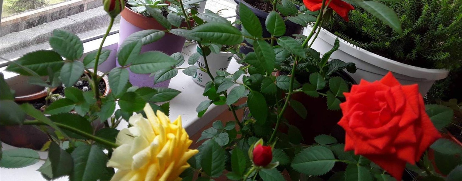 Планета цветов