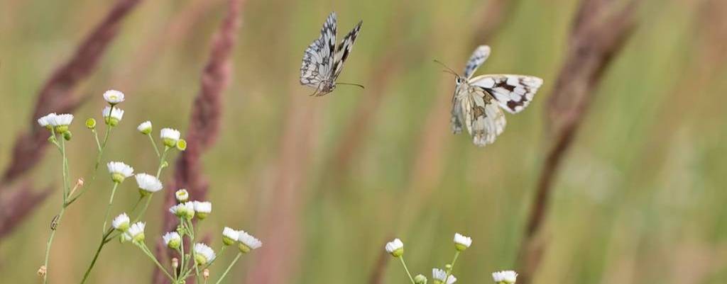 ДТВ "Давай почитаем" (круг чтения детей)