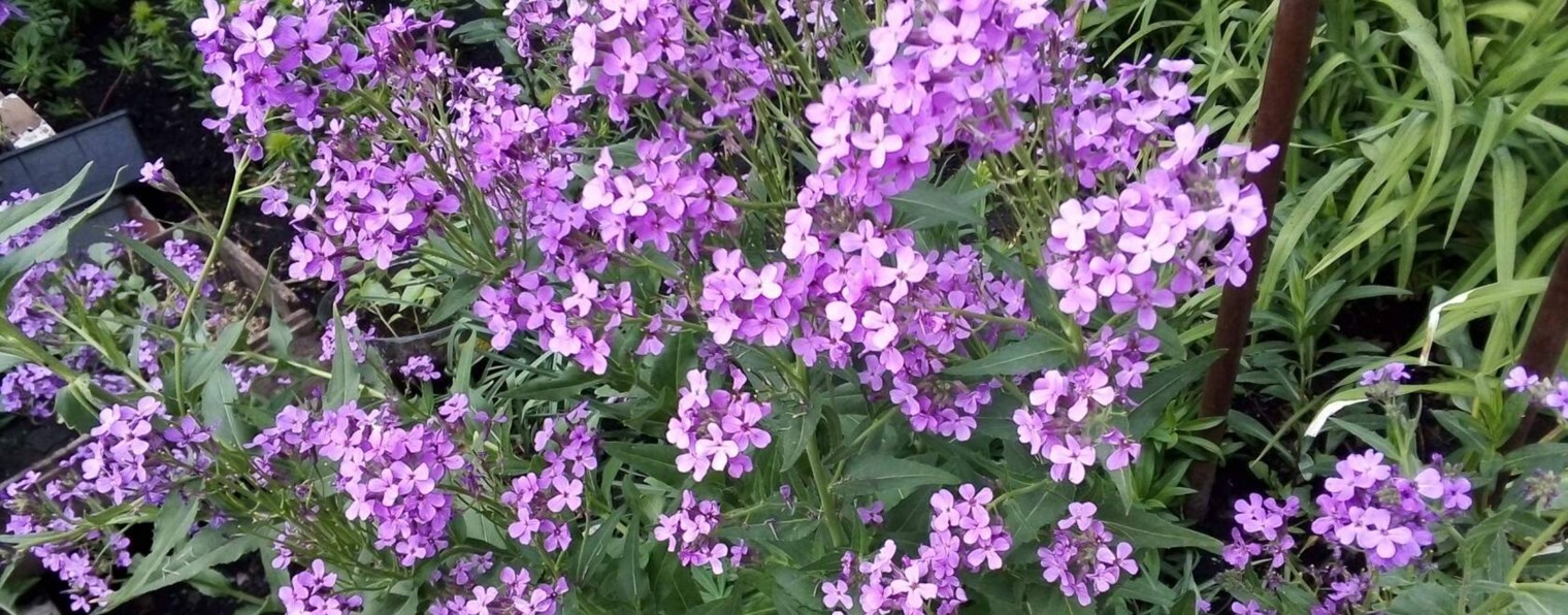 Зиля и Фидарис Наш сад