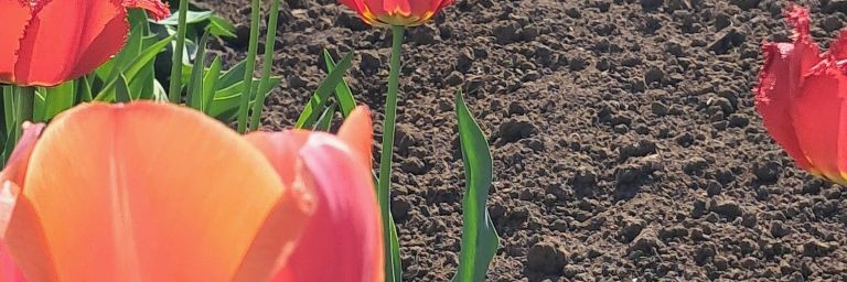 Зиада Бажикова.Заметки хозяйки.