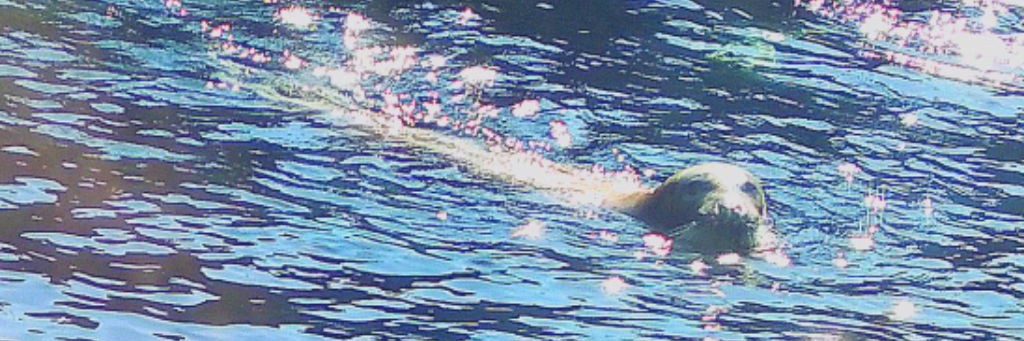 Алиса детско