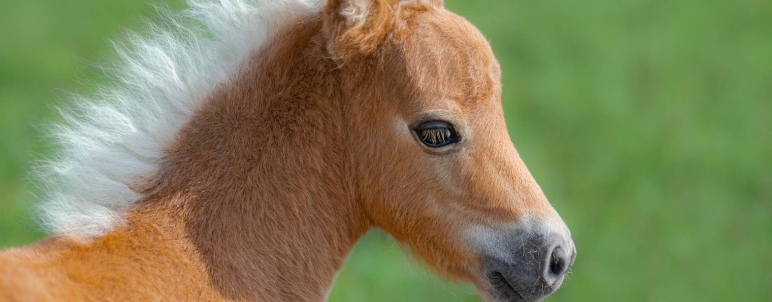 Мир наизнанку: Природа и Животные