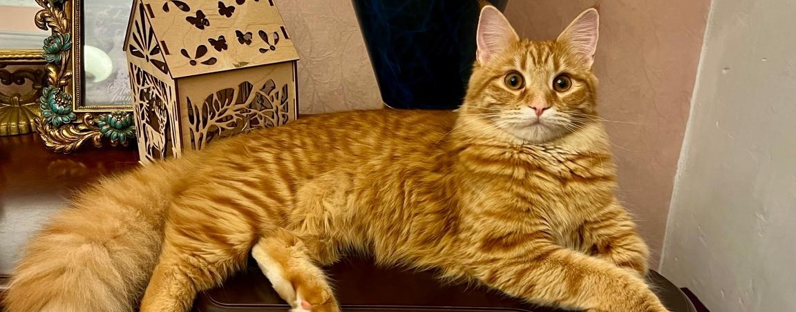 MegaCat