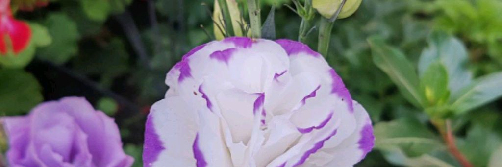 Цветочный тест-драйв