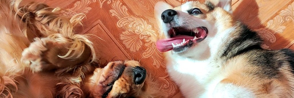 Пëс Коржик❤