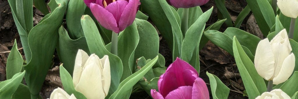 Ирина Кавказ