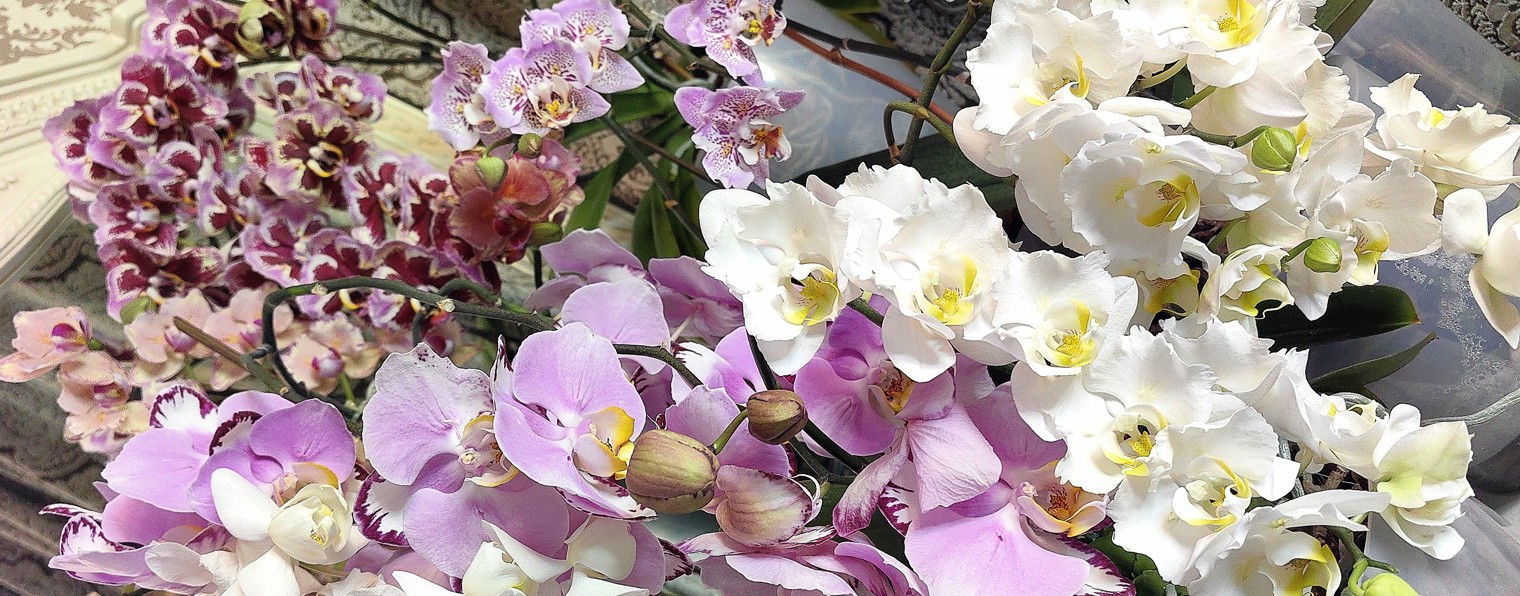 Орхидеи Бабочки 🦋
