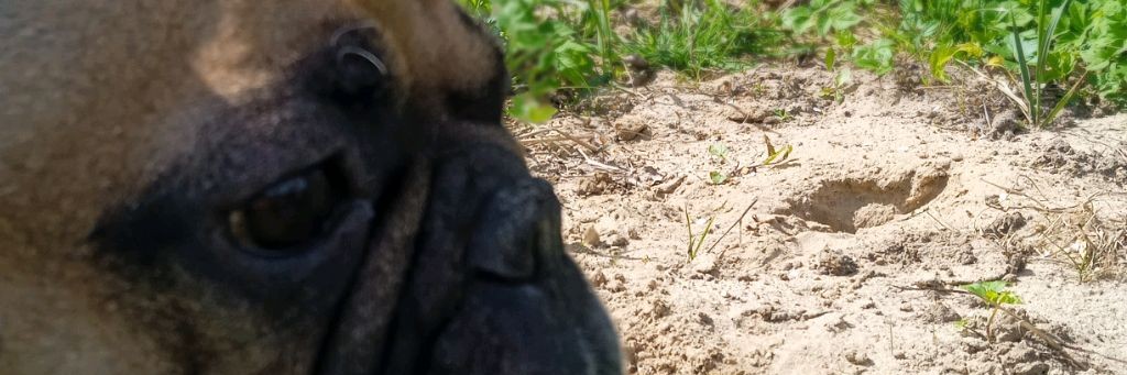 😺 Меовл  😺