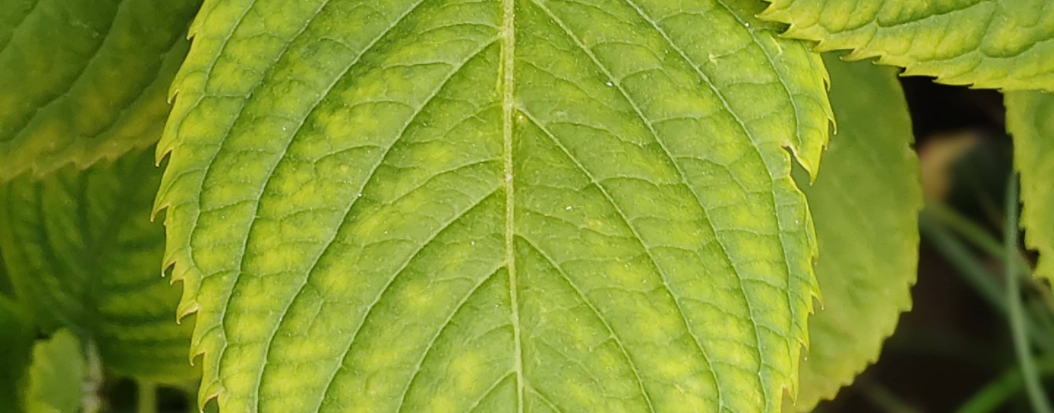 ГЛЕНТ ПЕРЕЗАЛИВЫ