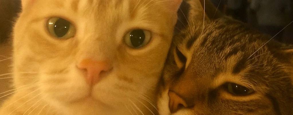 Двери да Окна Здесь