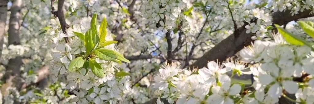 Жизнь в Деревне без Прикрас