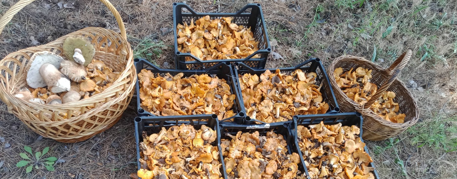 Грибалка С Валероном Фишер