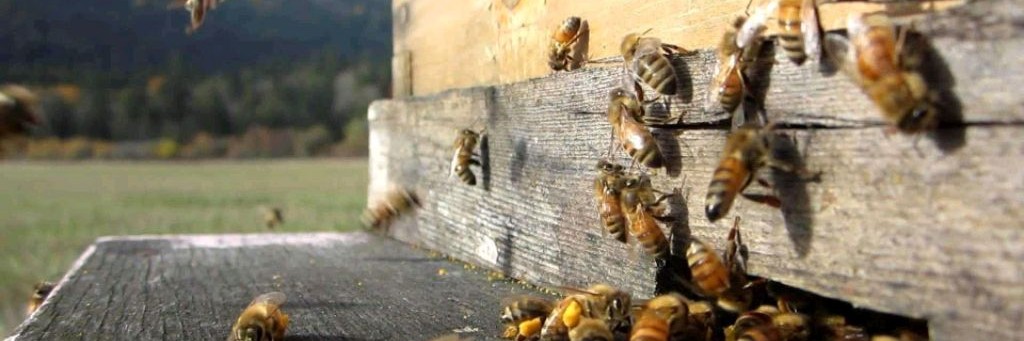 Александр И Пчёлы 🐝