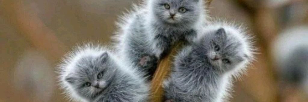 Куриный кот