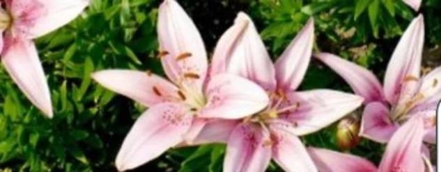 Дела садовые