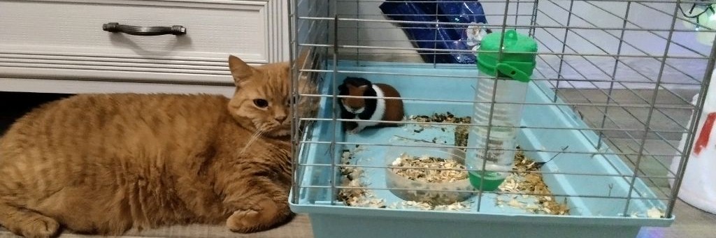 Тихон и Мякиш