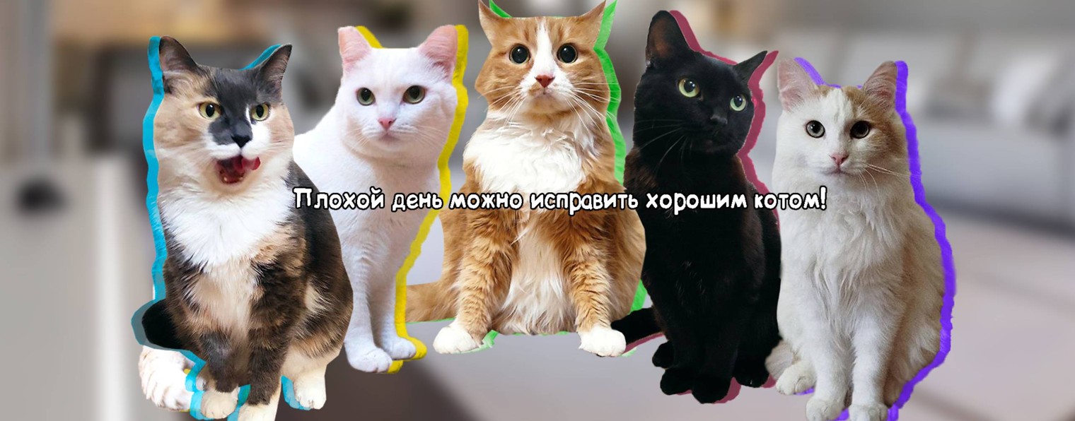 Котоварня | Мир Зоопсихолога