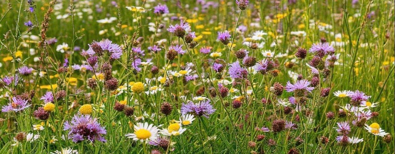 Волшебные советы