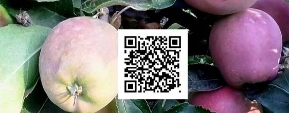 Галина Магазева & ЭКО овощи и фрукты